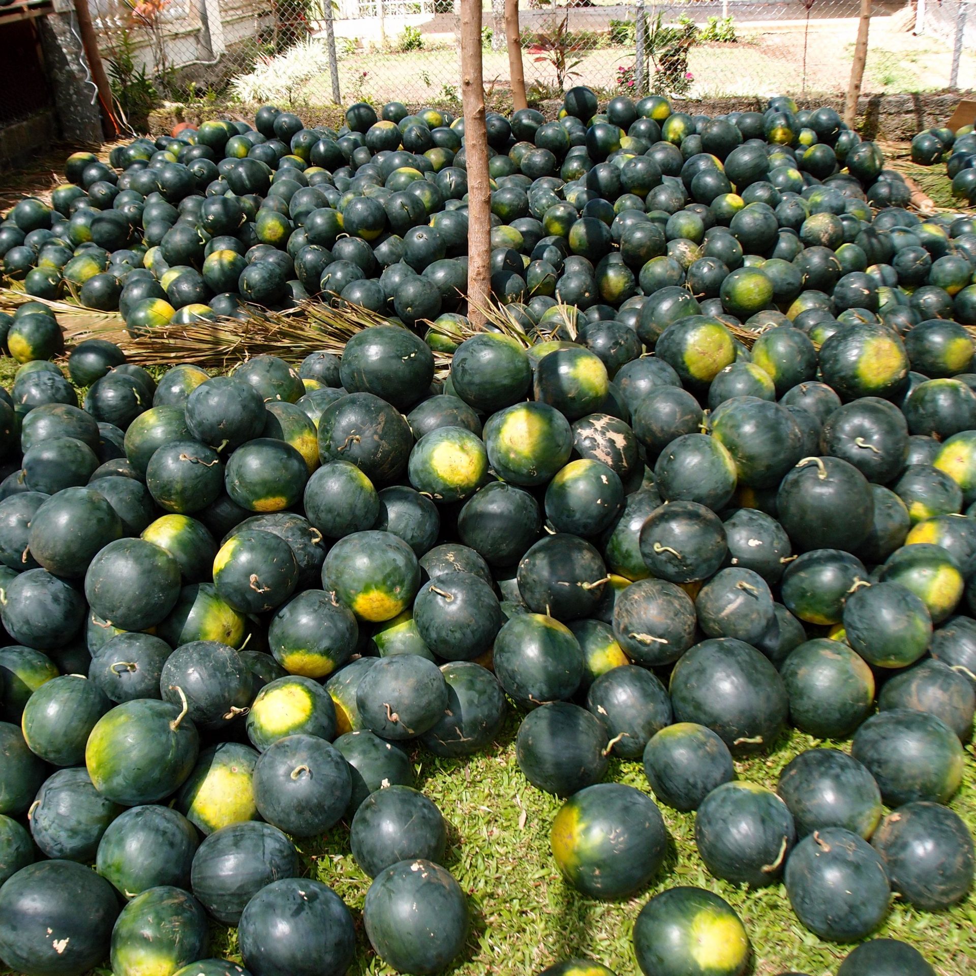 Lifting melon ban depends on how fast Tongan authorities work, NZ ...