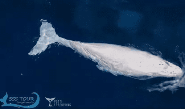 'First white humpback born in Tonga', claims Communication Minister ...