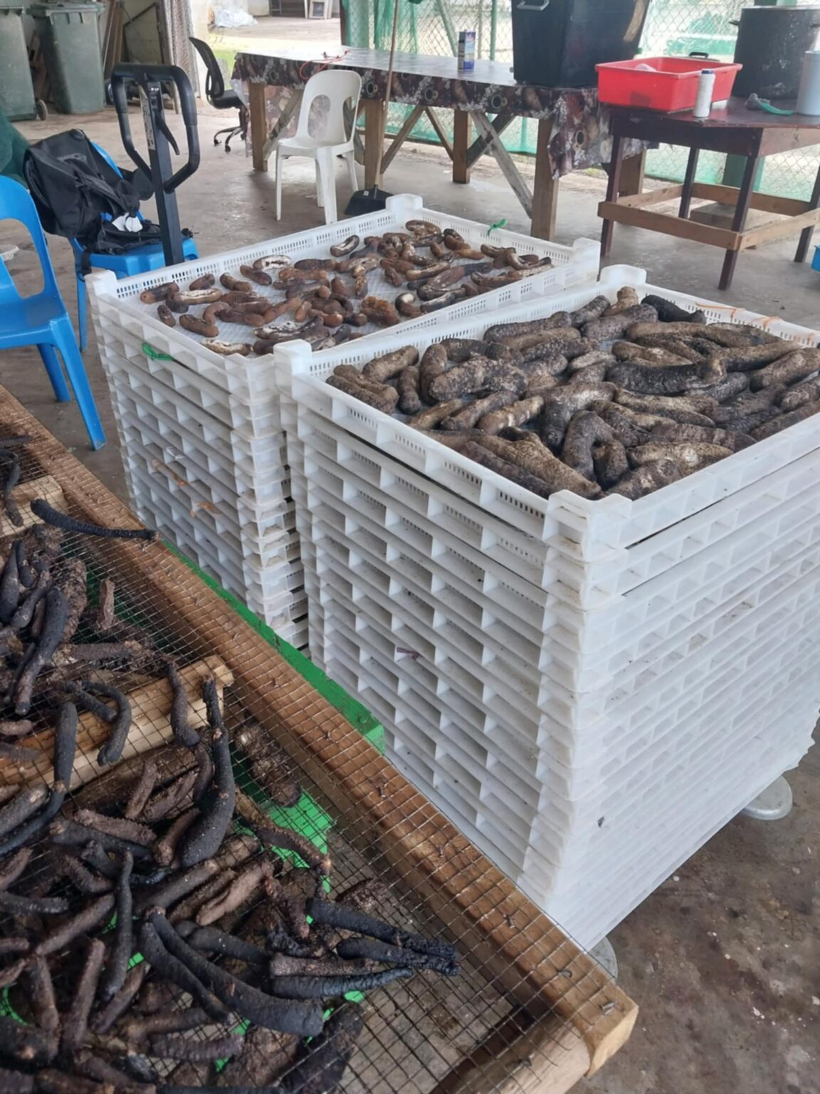 Illegal sea cucumber operation uncovered in Vavaʻu as Tonga considers ...